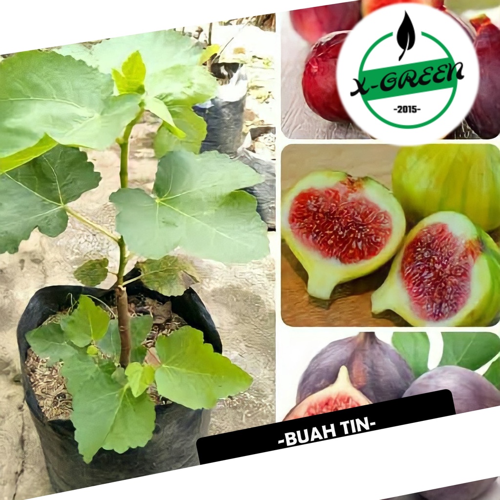 Jual Pohon Tin - (X-Green) | Shopee Indonesia