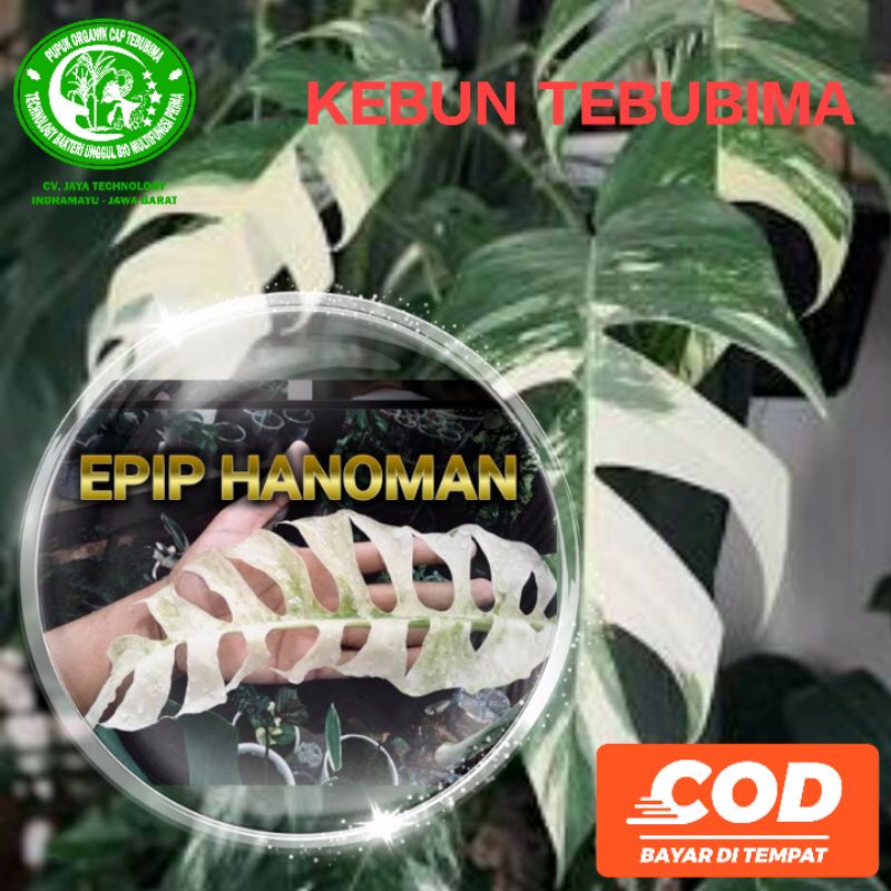Jual Epip Hanoman Variegata | Epipremnum Pinnatum Variegata | Shopee ...