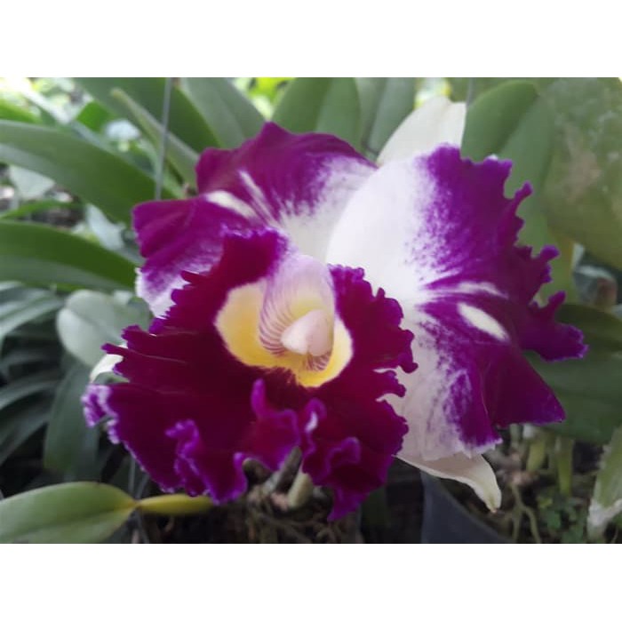 Jual Cattleya Blc. White Spark | Shopee Indonesia