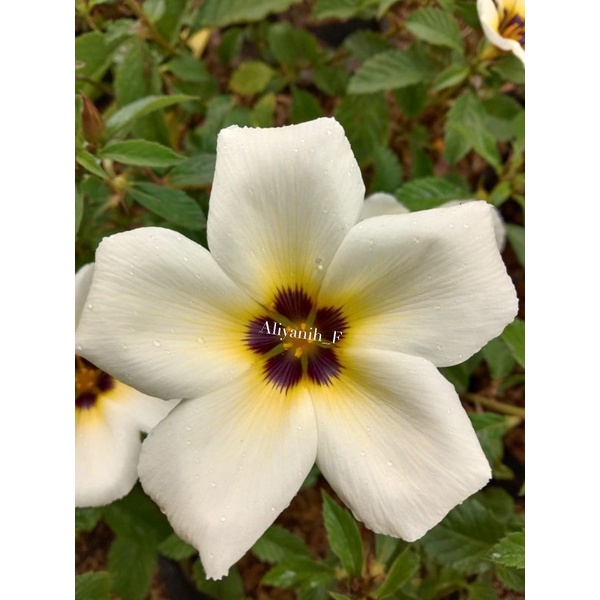 Jual Tanaman hias bunga Yolanda | Shopee Indonesia