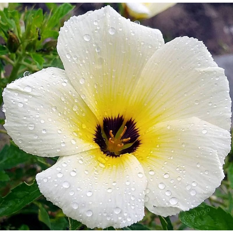 Jual bunga pukul 8 / turnera subulata | Shopee Indonesia