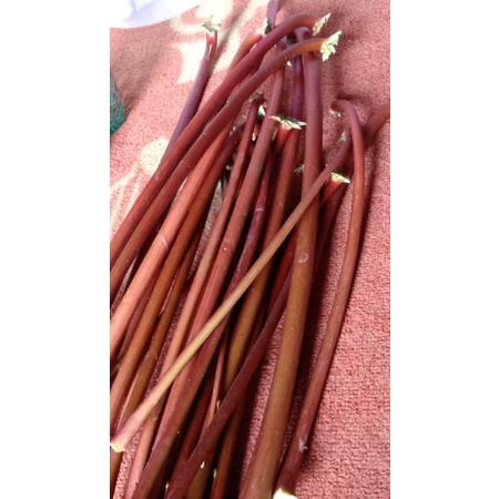 Jual Batang kaliki atau jarak merah segar 500 gram | Shopee Indonesia