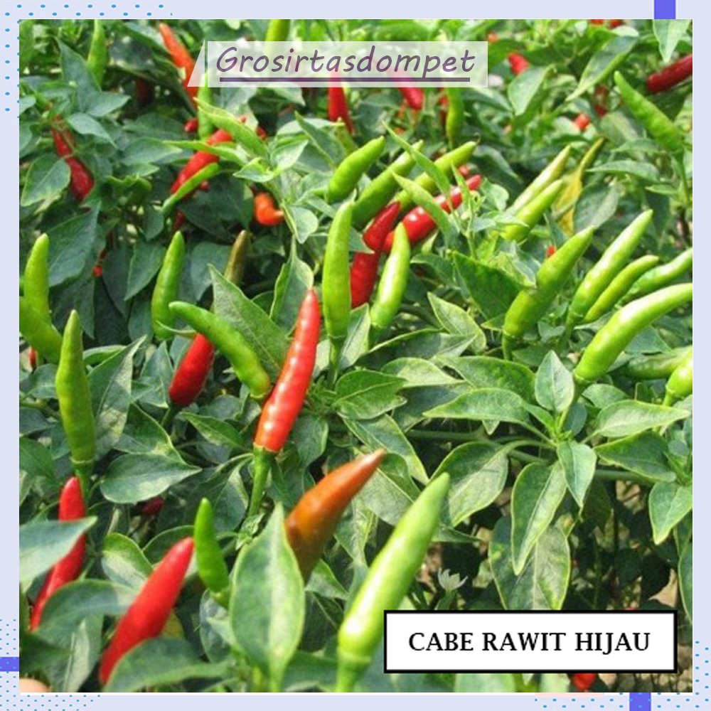 Jual Bibit Cabai Rawit Merah Benih Cabe Tanaman Sayuran Kemasan Repack ...