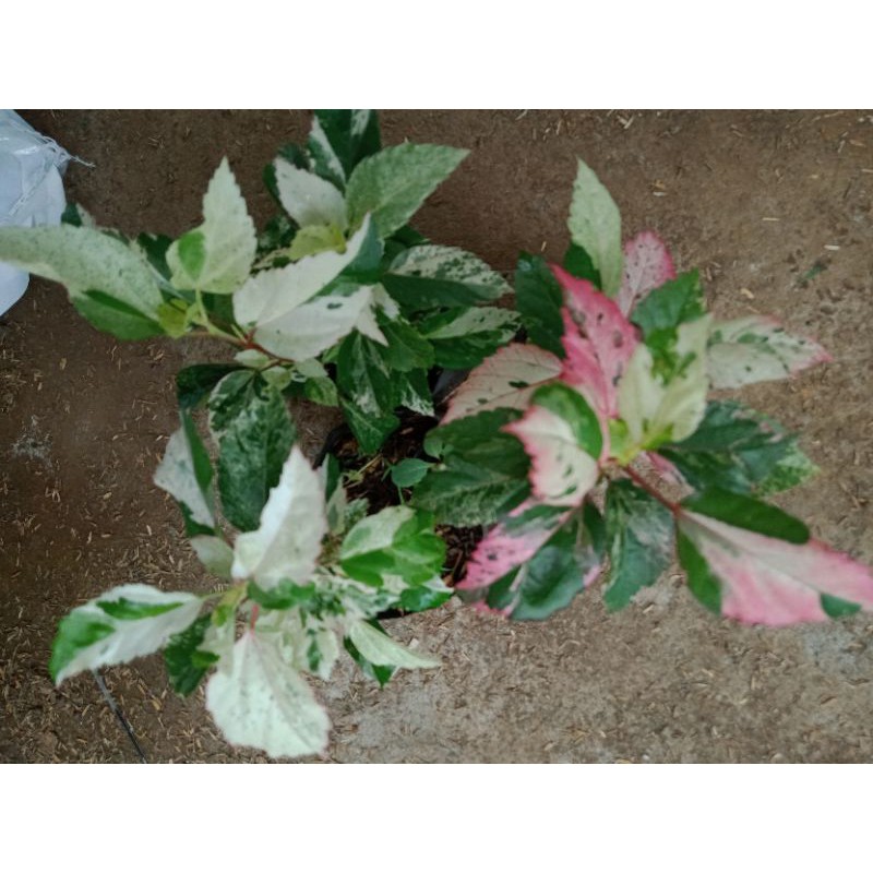 Jual Tanaman bunga sepatu varigata | Shopee Indonesia