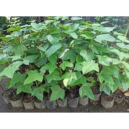 Jual 1kg muat 3 - bibit tanaman kluwek siap tanam - bibit pohon picung ...