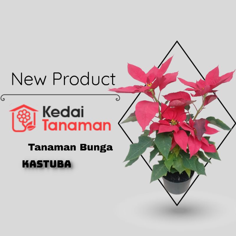 Jual Tanaman Hidup Bunga Hias KASTUBA Merah - Tanaman Bunga Poinsettia ...