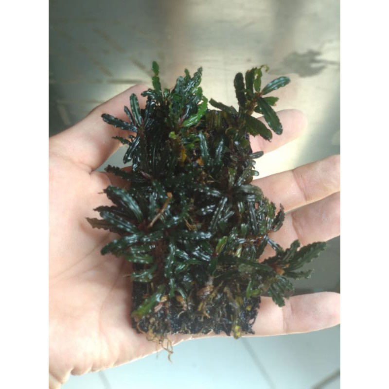 Jual Bucephalandra Mini Catherine Media Pakis (Tanaman Aquascape ...