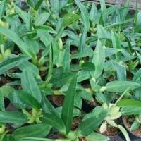 Jual Phillodendron martianus philodendron katak - tanaman philo katak ...