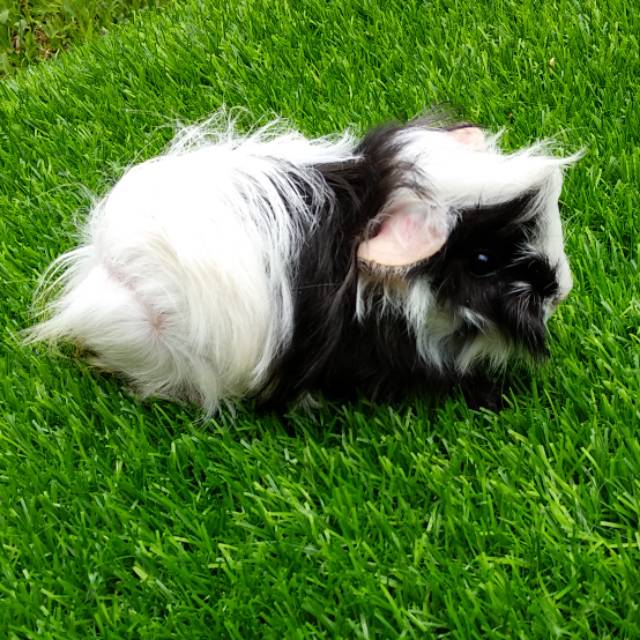 Jual Marmut / Guinea Pig Peruvian Black & White Betina (Gosend ...