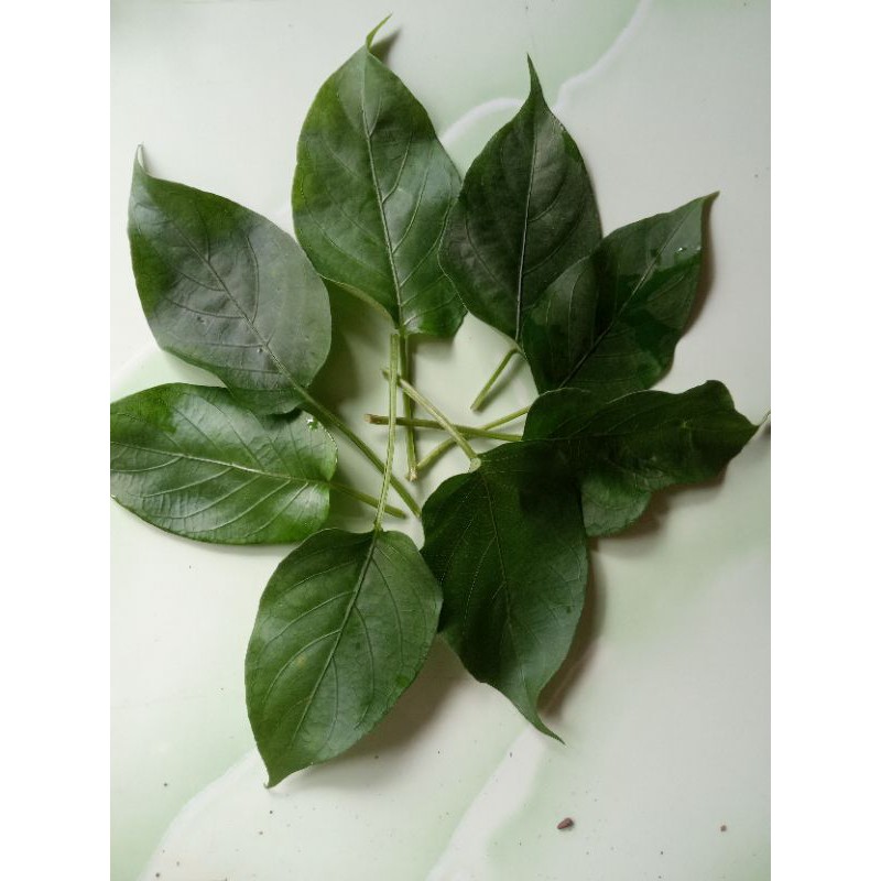 Jual Daun Simbukan segar, daun kentut | Shopee Indonesia