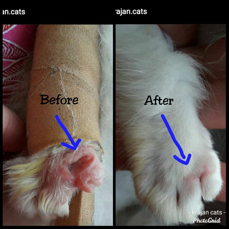 Jual Obat Abses Kucing Dan Luka Terbuka | Shopee Indonesia