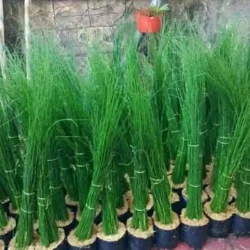 Jual Tanaman Hias Bambu Air/ Lidi Air/ Tanaman Hias | Shopee Indonesia