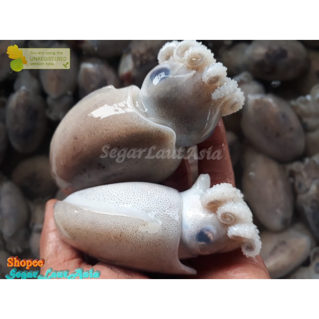 Jual Balakutak Hitam Segar Balakutak Fresh Cumi Sotong 1Kg | Shopee ...