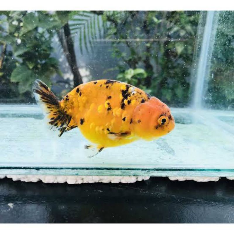 Jual RANCU TIGER | Shopee Indonesia