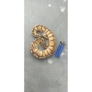 Jual Ball Python Harga Terbaik & Termurah Juni 2024 | Shopee Indonesia