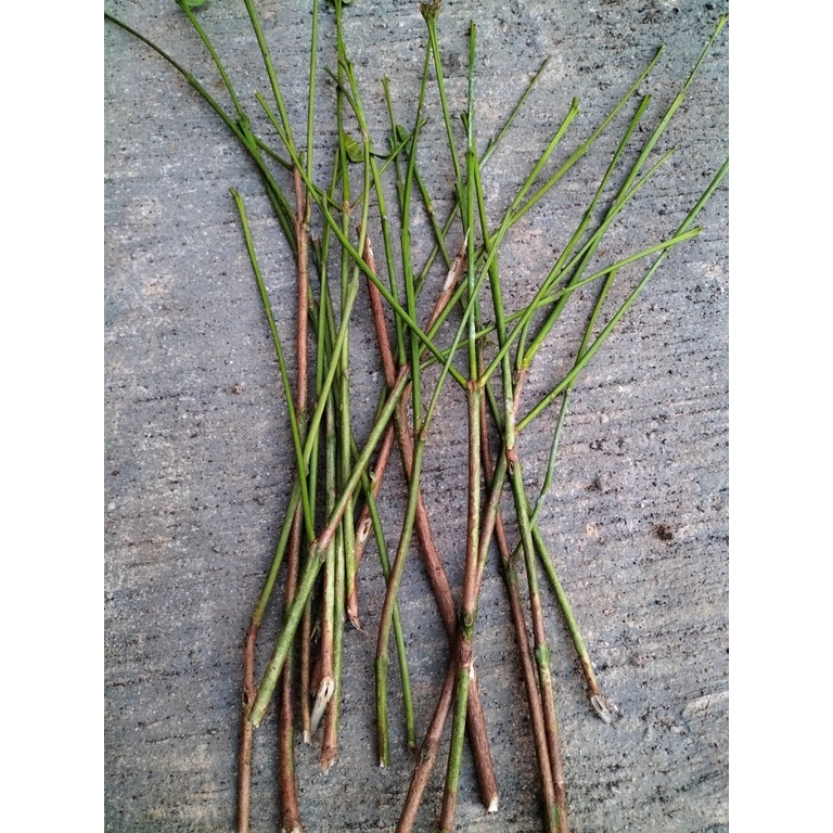 Jual Entres / Cutting Jambu Air Kesuma Merah | Shopee Indonesia