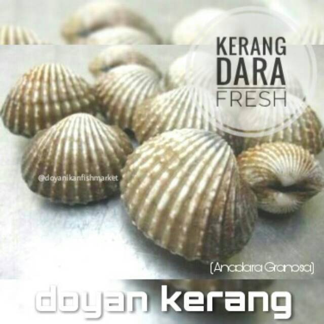 Jual KERANG DARA MENTAH - FRESH | Shopee Indonesia