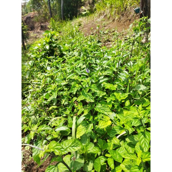 Jual jual daun jarong atau pecut kuda segar 1kg | Shopee Indonesia