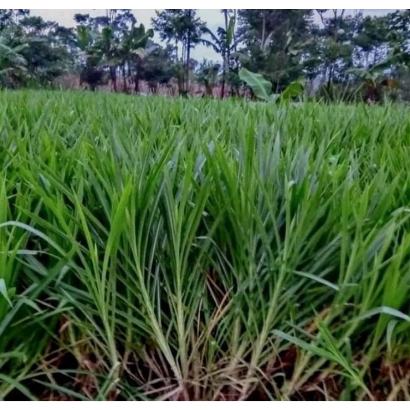Jual rumput gajah odot paket 3 kg | Shopee Indonesia