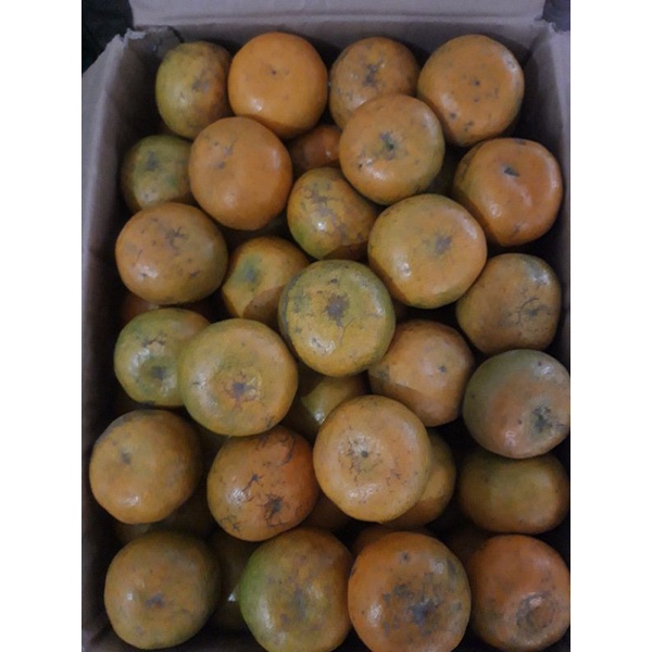Jual JERUK MEDAN SUPER 1 KG | Shopee Indonesia