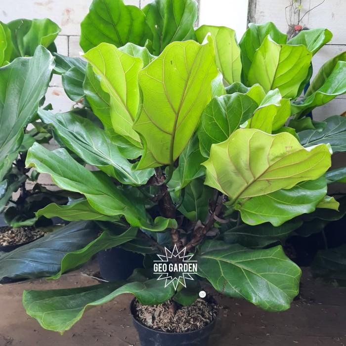 Jual KETAPANG BIOLA CANTIK bibit tanaman hias fiddle leaf fig biola ...