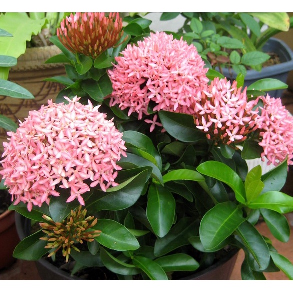 Jual bunga Asoka Jambon pink (Ixora acuminata ) berbunga - Tanaman ...