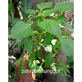 Jual Daun Sangket Terlengkap & Harga Terbaru Mei 2024 | Shopee Indonesia