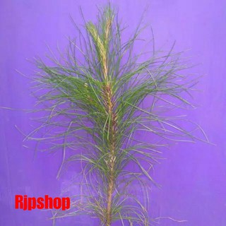 Jual bibit pohon pinus Harga Terbaik & Termurah Maret 2024 | Shopee ...