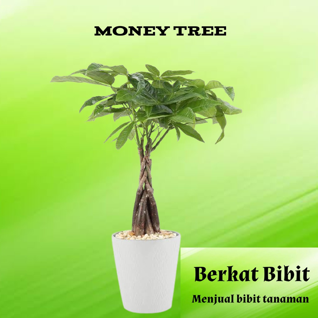 Jual Tanaman Pachira / Money Tree | Shopee Indonesia