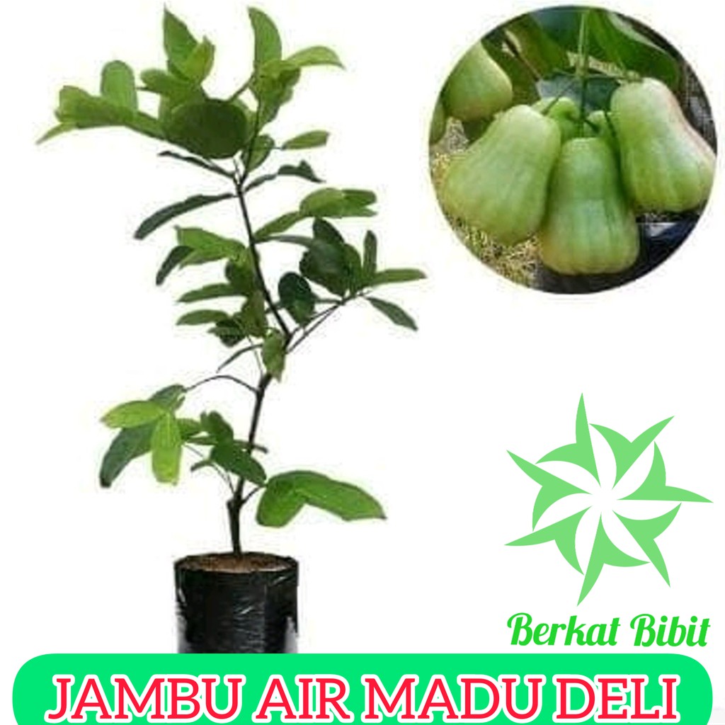 Jual Tanaman Jambu Air Madu Deli Hijau | Shopee Indonesia
