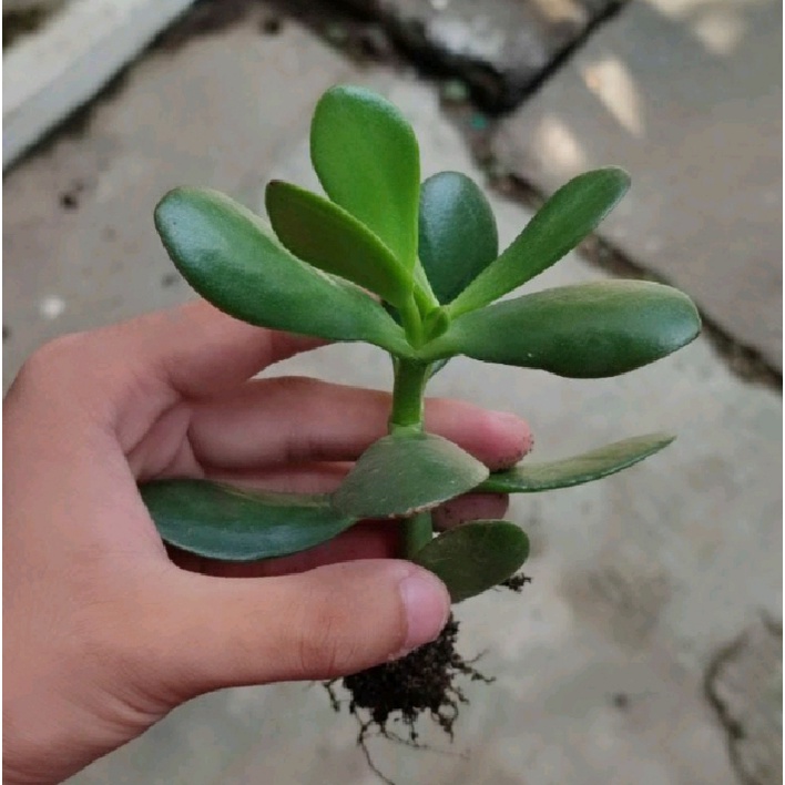 Jual tanaman hias sukulen crassula ovata jade plant - succulent- pohon ...