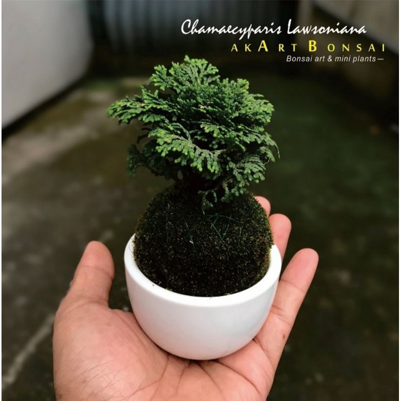 Jual Bonsai Cemara inoki hijau | Shopee Indonesia