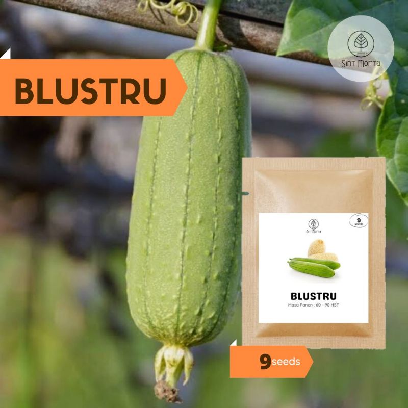 Jual Blustru 9 seeds - Benih Bibit Biji Sayur Super Sponge Gourd ...