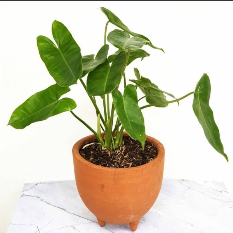 Jual philodendron burle marx - philo brekele | Shopee Indonesia