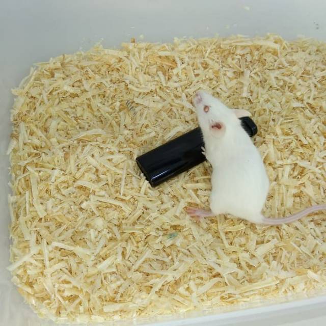 Jual Tikus Beku / Frozen Rat Mencit Medium | Shopee Indonesia