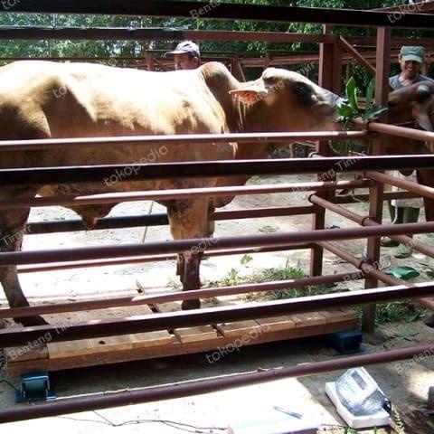 Jual timbangan lantai digital timbangan sapi timbangan hewan timbang ...