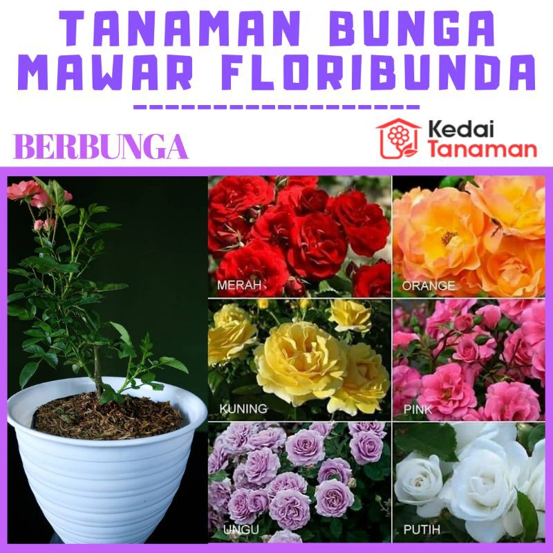 Jual Bunga MAWAR FLORIBUNDA BERBUNGA - Tanaman Hias Bunga Hidup Mawar ...