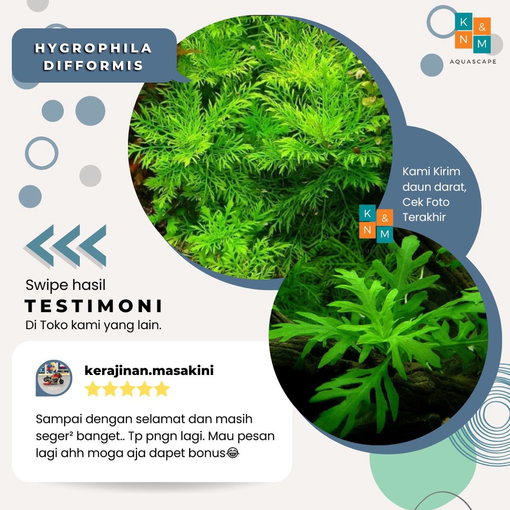 Jual Hygrophila Diformis Difformis Tanaman Tumbuhan Stamp stem ...