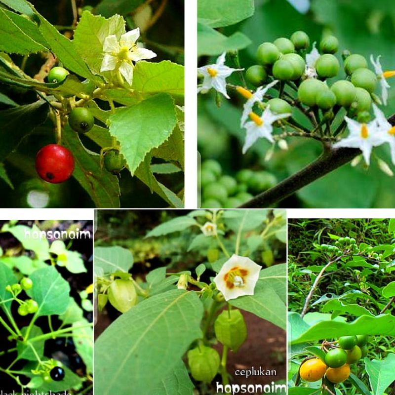 Jual tanaman sayur Terong Takokak Ceplukan Ranti Leunca Kersen Solanum ...