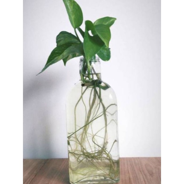 Jual Tanaman hias Sri gading | Shopee Indonesia