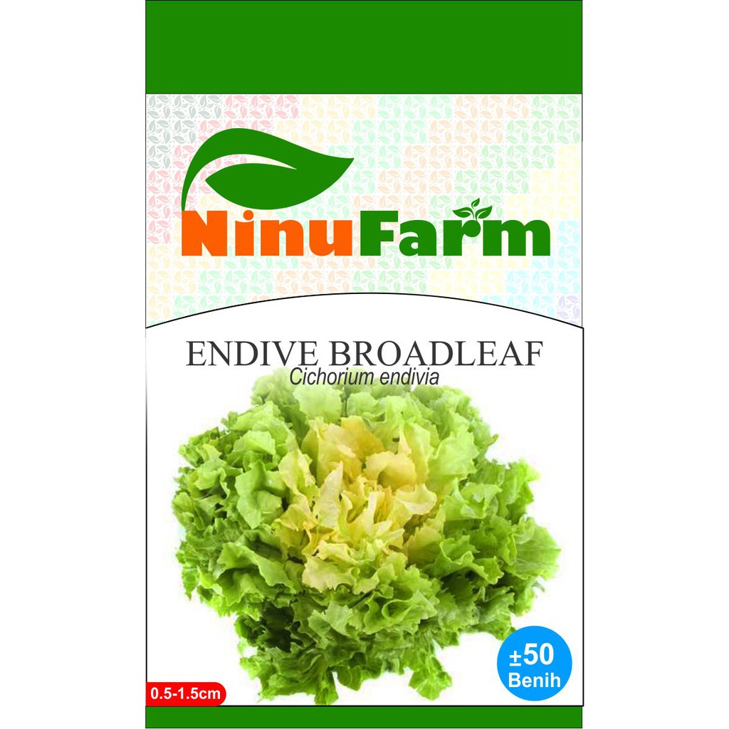 Jual Benih Endive Broadleaf 50Seeds | Shopee Indonesia