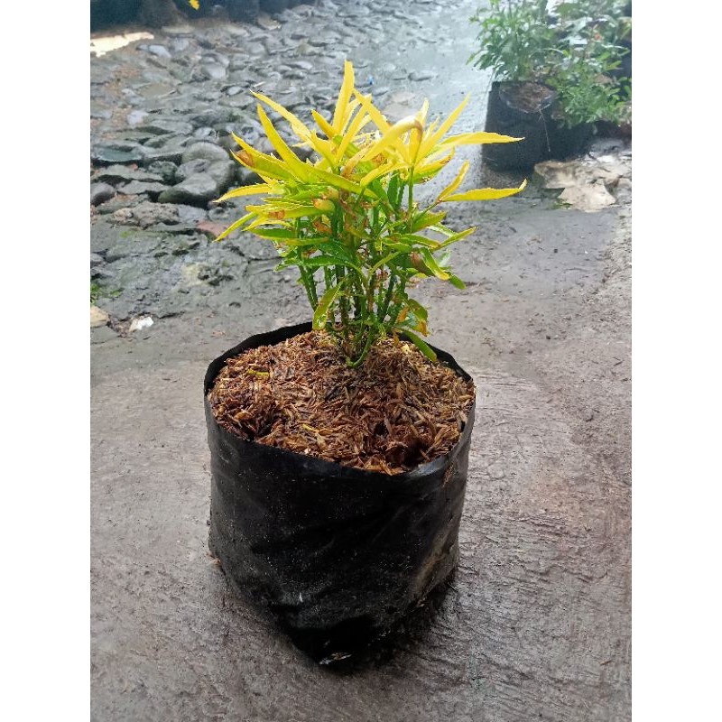 Jual BIBIT BUNGA ZODIA | Shopee Indonesia