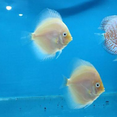 Jual Discus White Diamond 3inch | Shopee Indonesia