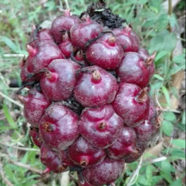 Jual Buah honje merah/ buah kecombrang segar,500gram. | Shopee Indonesia