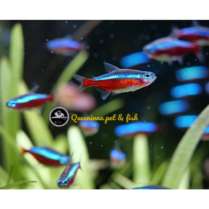 Jual Paket Ikan Cardinal Neon Glow In The Dark | Shopee Indonesia
