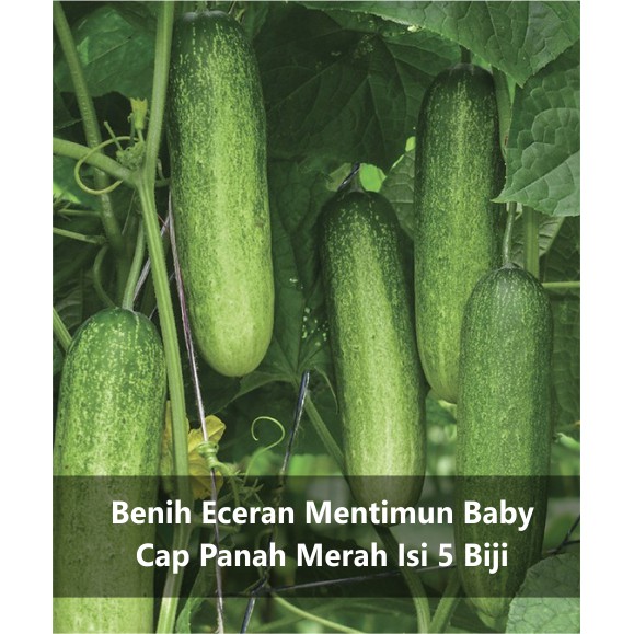 Jual Benih Eceran Mentimun / Timun / Ketimun Cap Panah Merah | Shopee ...