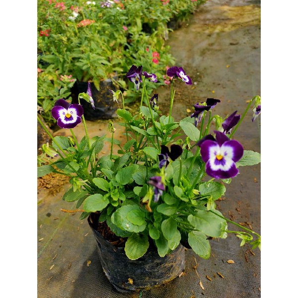 Jual Tanaman hias bunga pansy viola / Viola pansy | Shopee Indonesia
