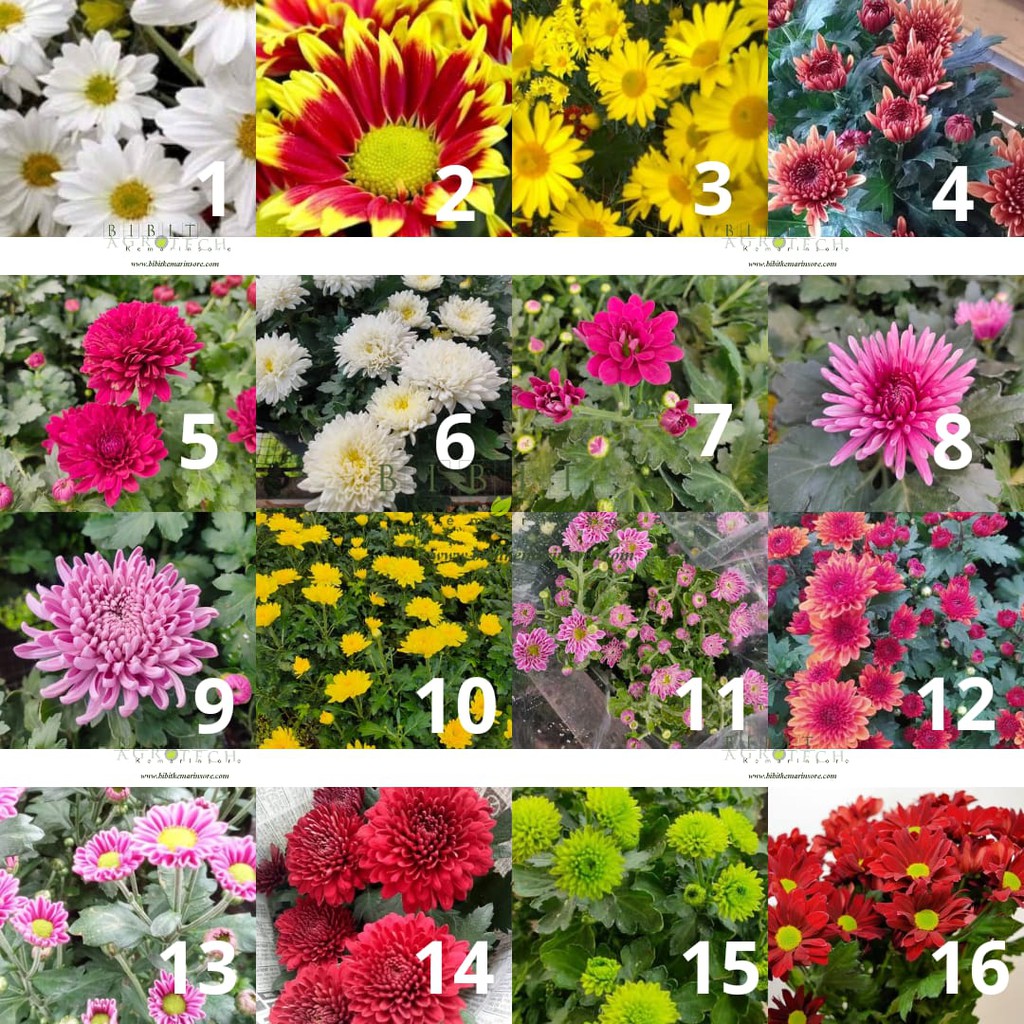 Jual Paket Hemat Bibit Tanaman Hias Bunga Krisan Berbunga Bisa Pilih Warna Isi 10 Gratis 1 Berat ...