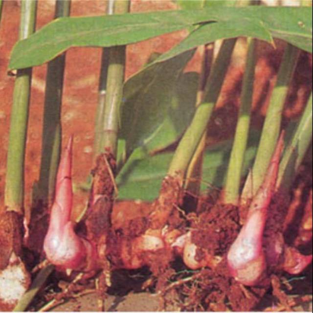Jual Pohon lengkuas merah - Bibit tanaman lengkuas merah | Shopee Indonesia