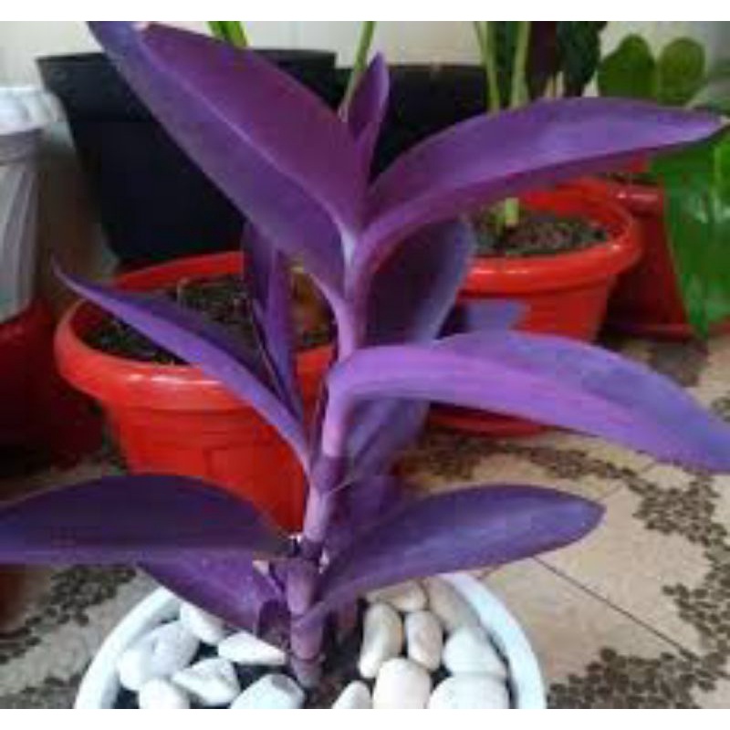 Jual Adam Eva Ungu Tradescantia Pallida 5 Batang Siap Tanam | Shopee ...